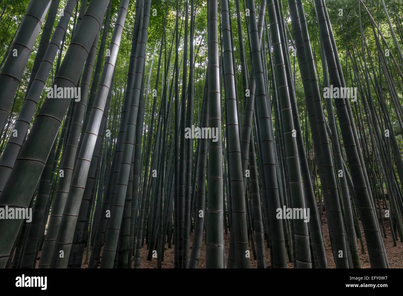 Sun filtering through a bamboo stand, Hokoku-ji temple, Kamakura, Japan ...