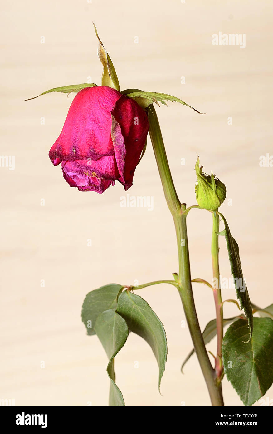 Old rose background hi-res stock photography and images - Alamy