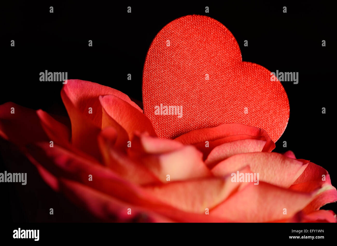 Closeup photo of a rose with heart shape on black background Stock ...