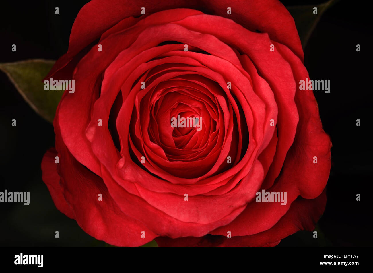 Closeup photo of a red rose Stock Photo - Alamy