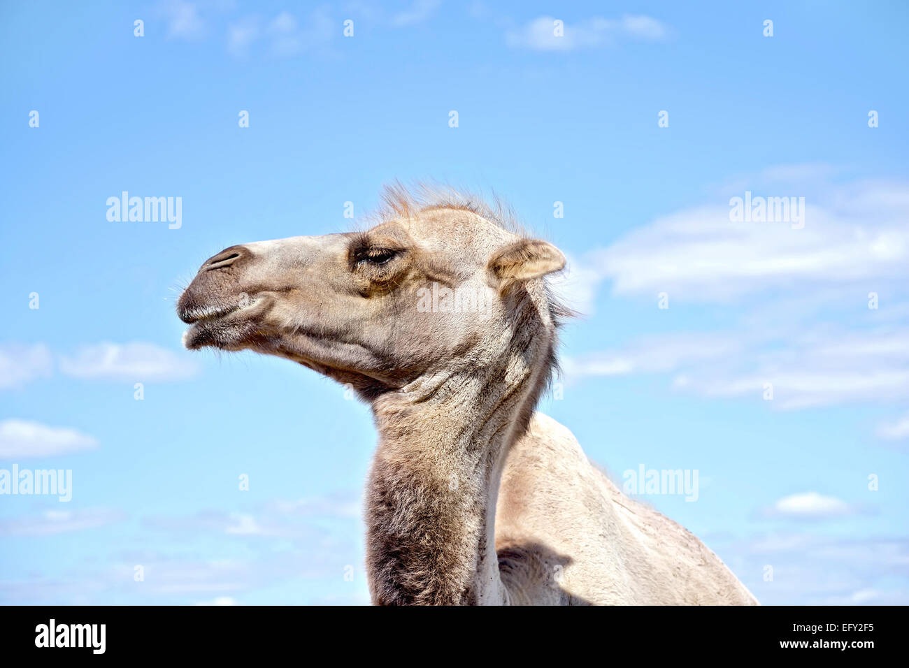 Camel on background of sky and clouds Stock Photo - Alamy