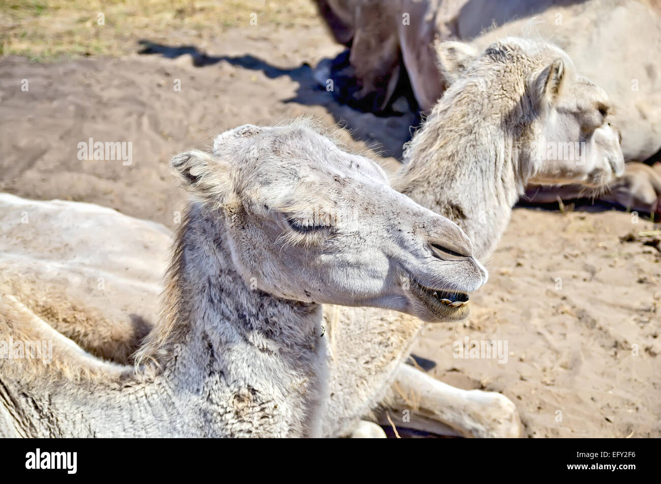 Camel on the sand Stock Photo - Alamy