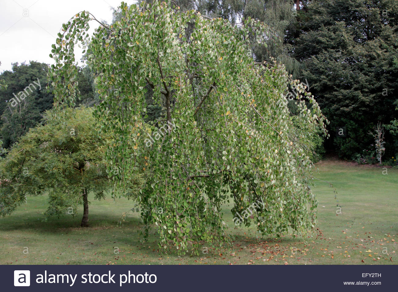 Cercidiphyllum Japonicum F Pendulum Stock Photos & Cercidiphyllum ...