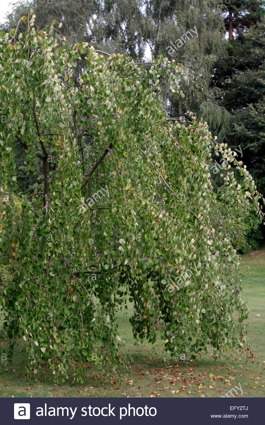Cercidiphyllum Japonicum F Pendulum Stock Photos & Cercidiphyllum ...
