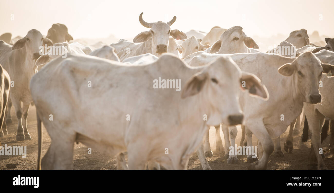 Nt cattle export hi-res stock photography and images - Alamy