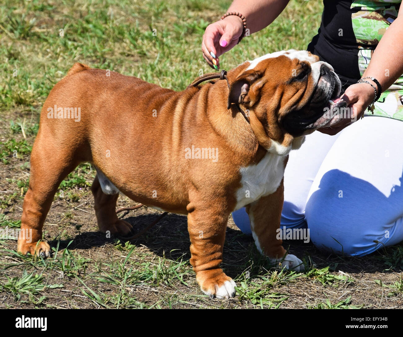 Young bulldog is posing Stock Photo - Alamy