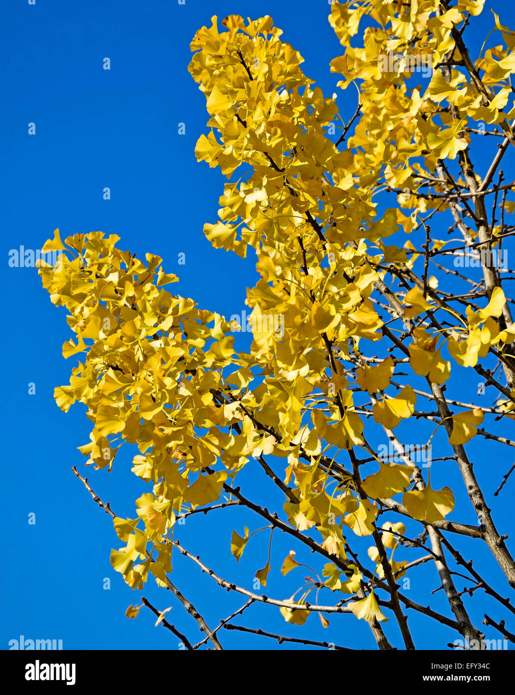 Ginkgo tree in autumn hi-res stock photography and images - Alamy
