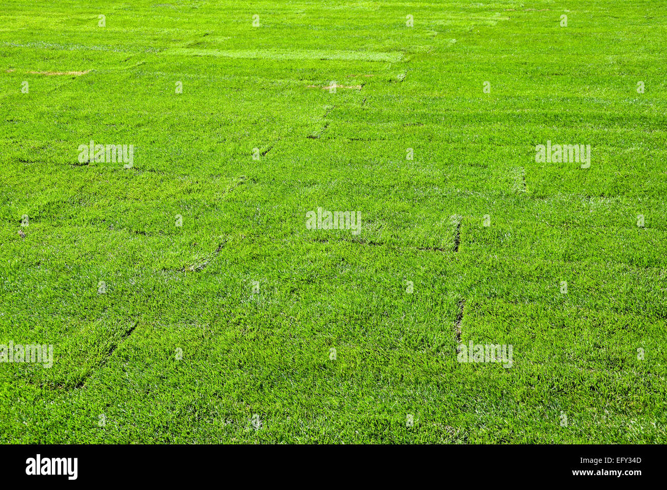 With its new turf hi-res stock photography and images - Alamy