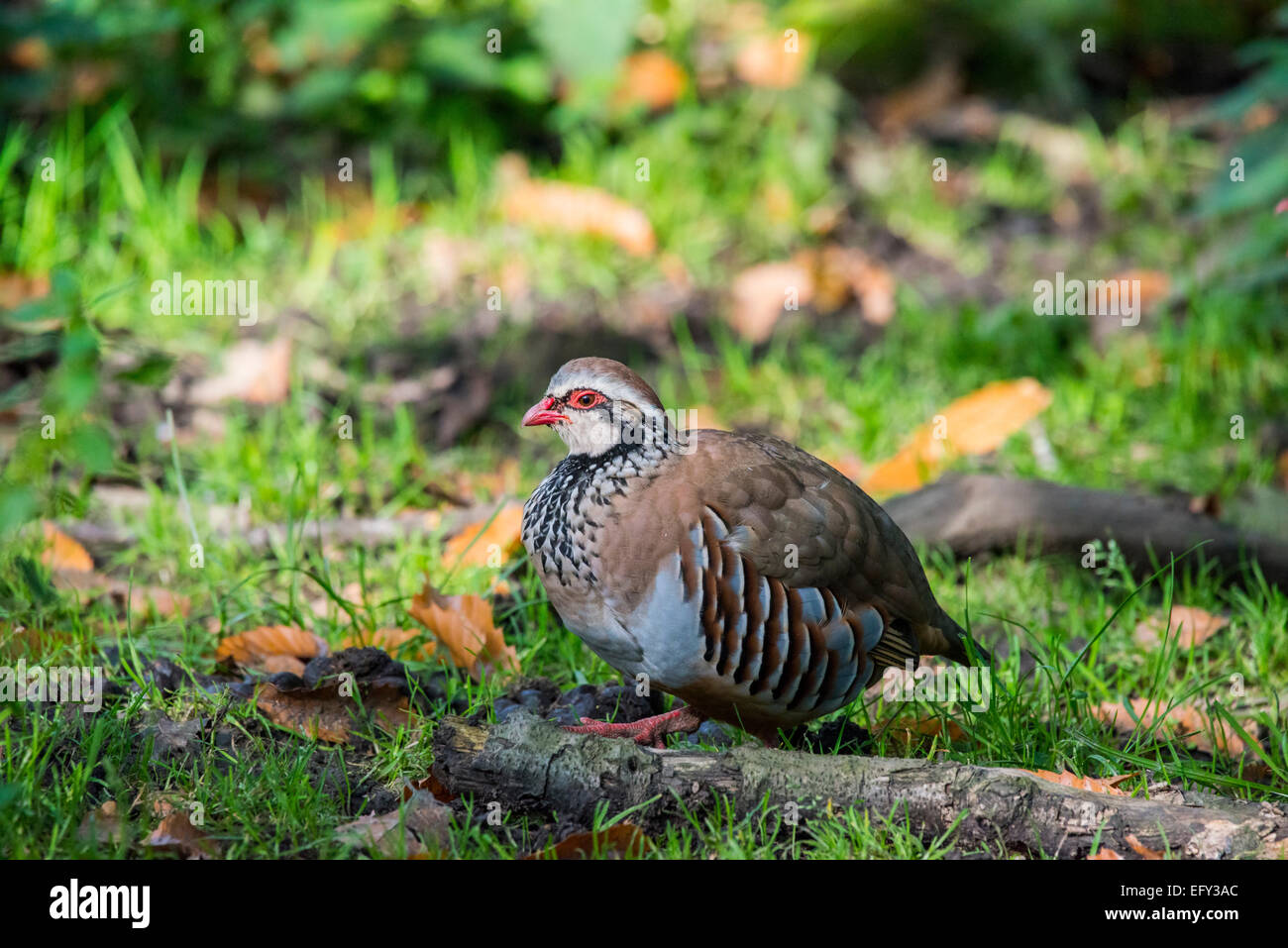 red legged partridge Alectoris rufa Stock Photo - Alamy