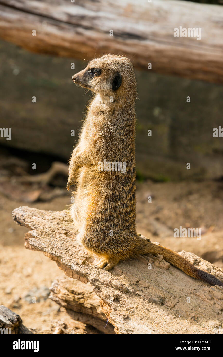 Meerkat observation hi-res stock photography and images - Alamy