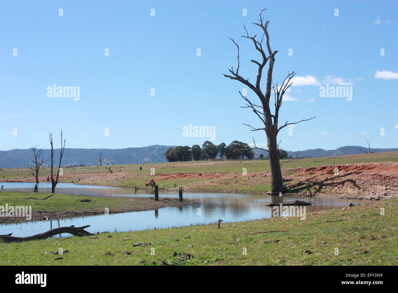 A dead tree at Burrendong Dam Stock Photo - Alamy