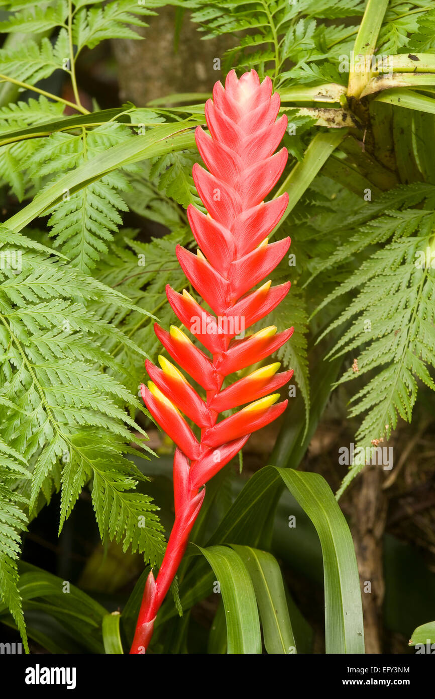 Tropical Orchid (Orchidaceae), Vanda hybrid, Mokara, Phuket, Thailand ...