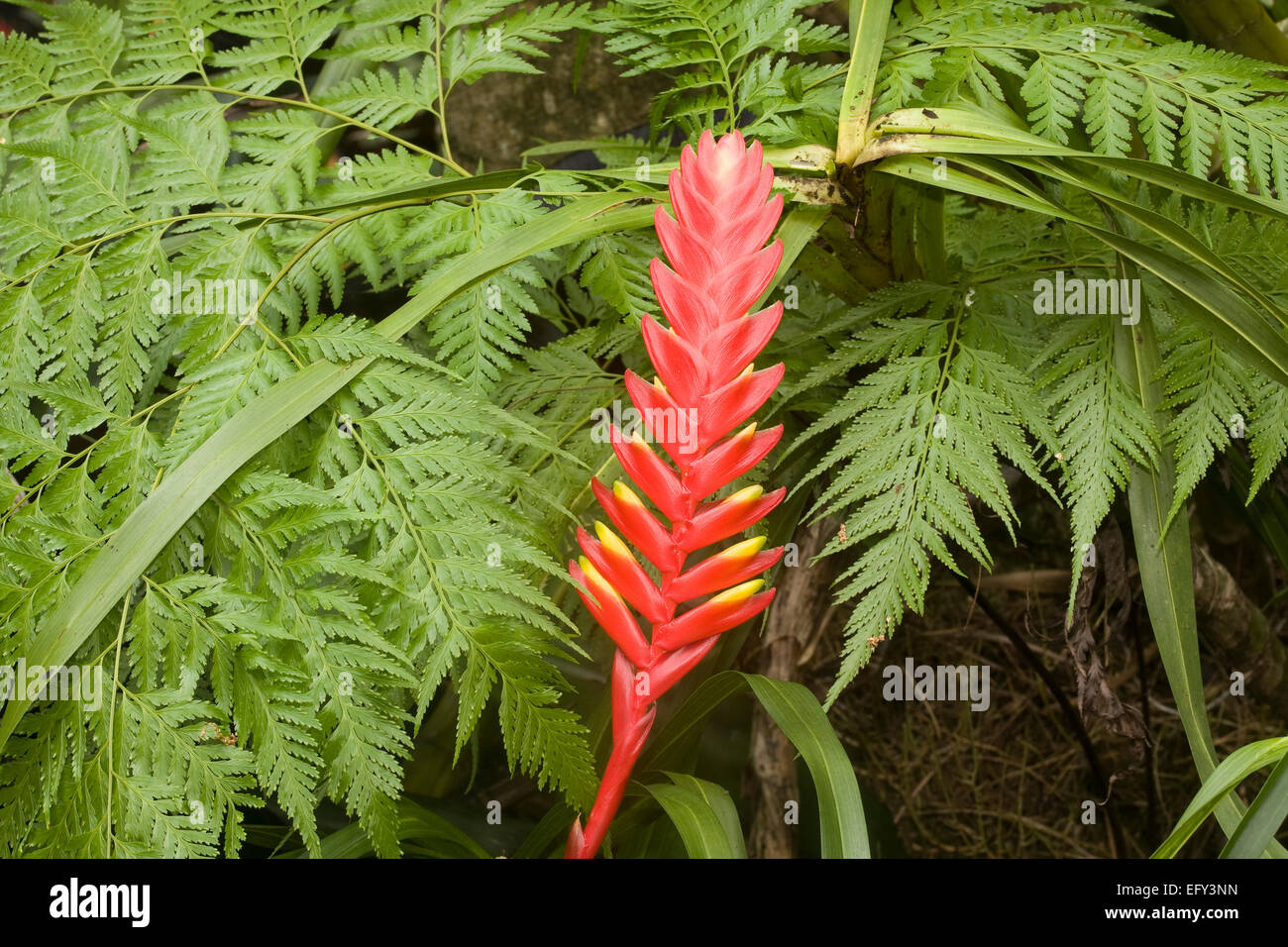Tropical Orchid (Orchidaceae), Vanda hybrid, Mokara, Phuket, Thailand ...