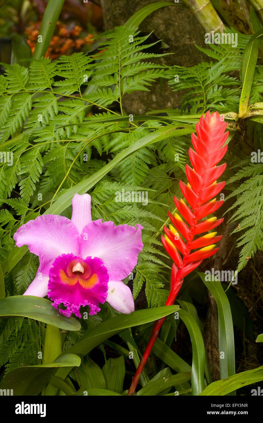 Tropical Orchid (Orchidaceae), Vanda hybrid, Mokara, Phuket, Thailand ...