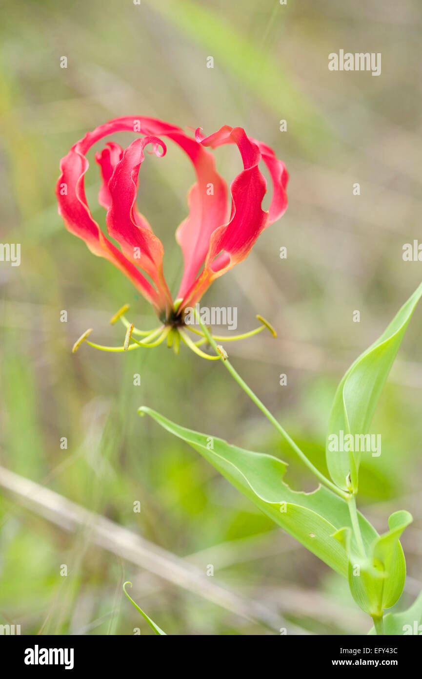 Fancy lily hi-res stock photography and images - Alamy