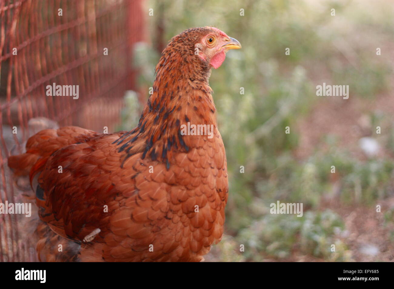 Rhode Island Red Cockerel High Resolution Stock Photography and Images ...