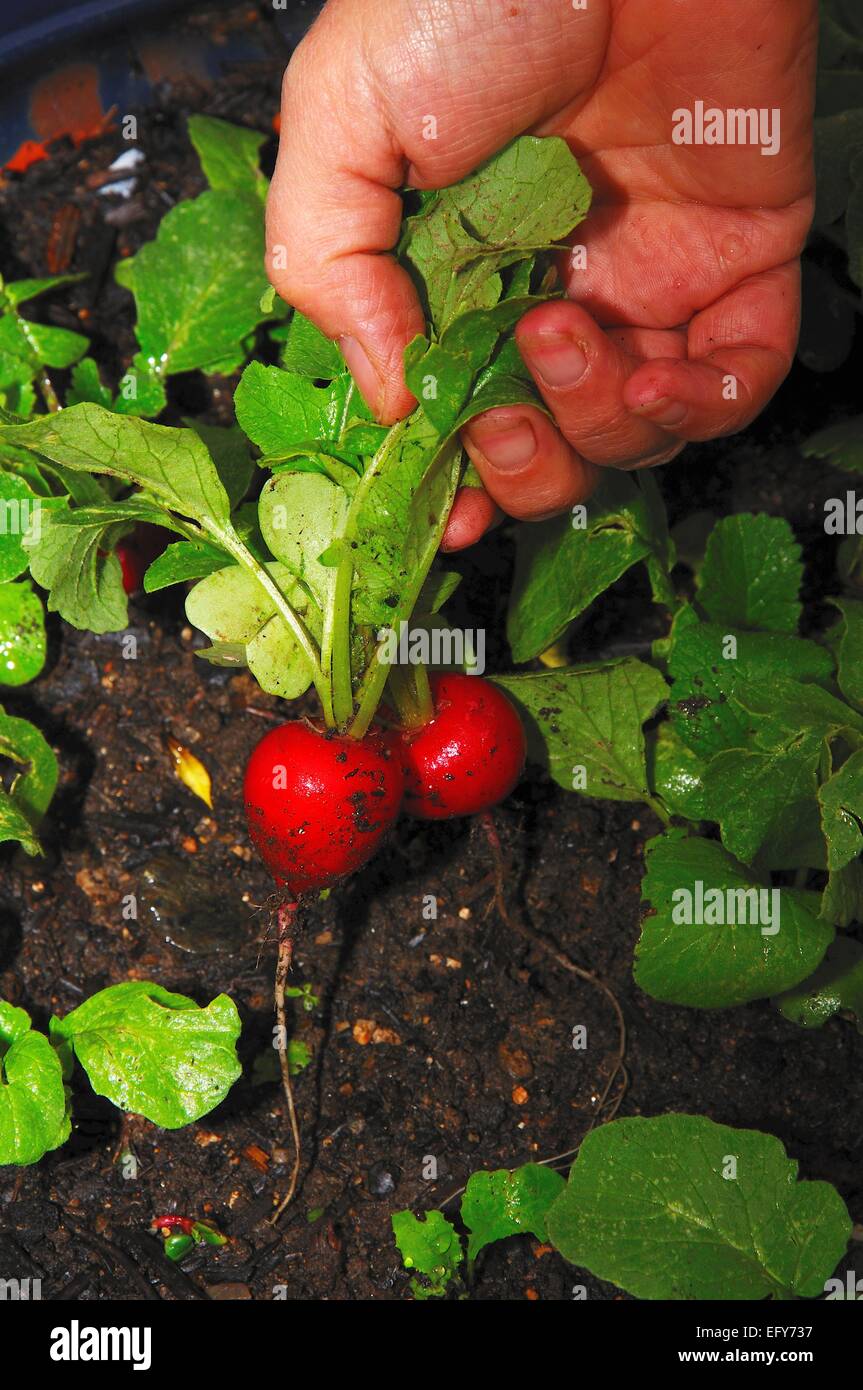 Harvesting fully grown Saxa 2 radishes Stock Photo - Alamy