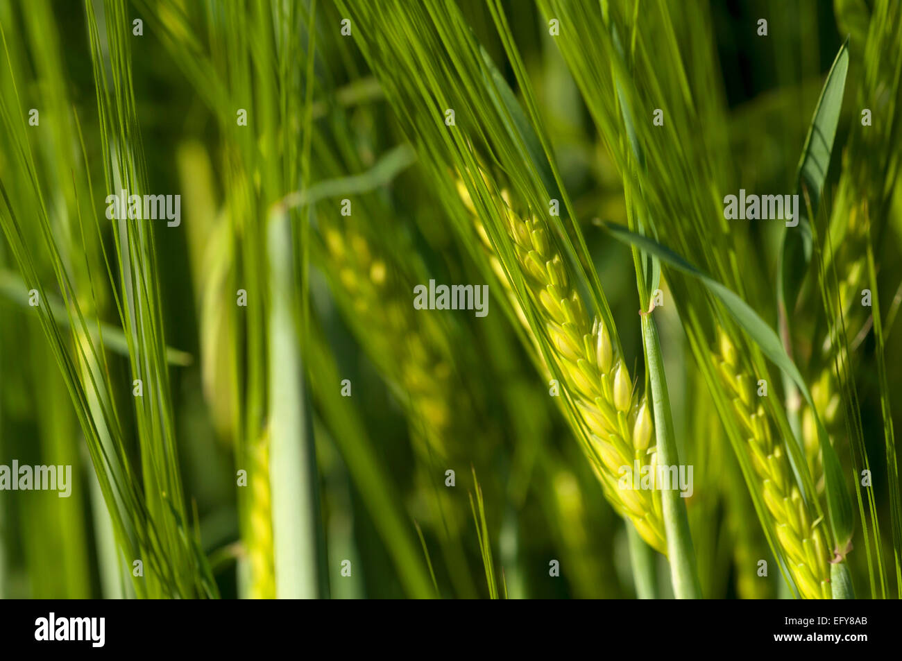 Wheat husk hi-res stock photography and images - Alamy