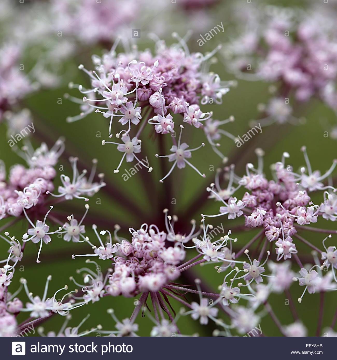 Angelica wildflower hi-res stock photography and images - Alamy