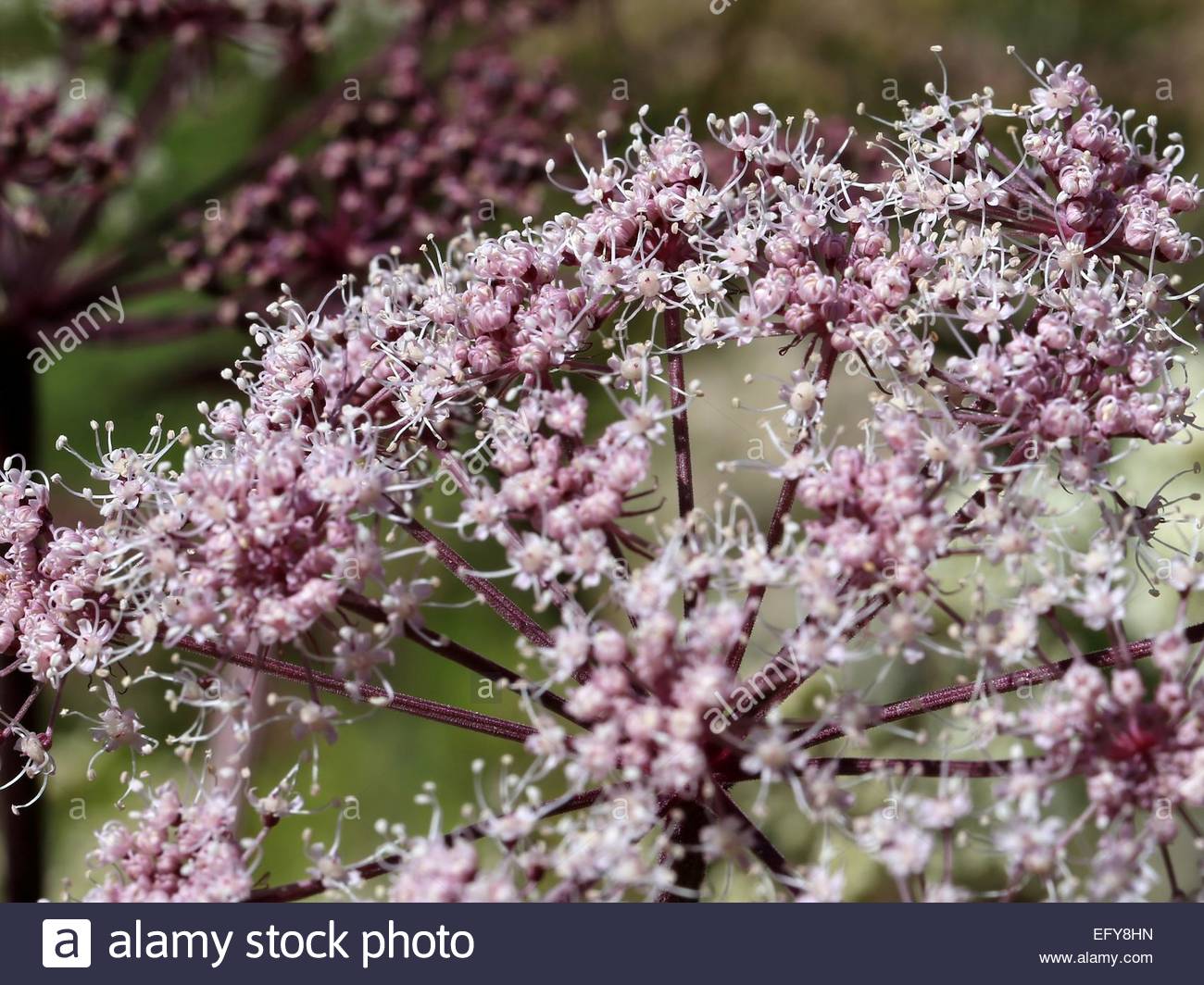 Angelica wildflower hi-res stock photography and images - Alamy