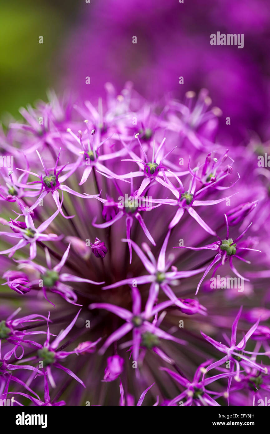 Allium jesdianum 'Akbulak' Stock Photo - Alamy
