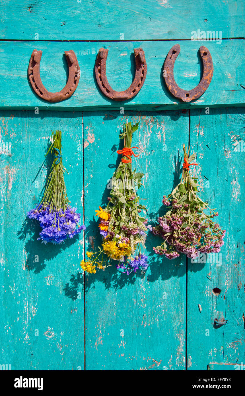 rusty horseshoe luck symbol and herbal medicine plants flowers bunch on ...