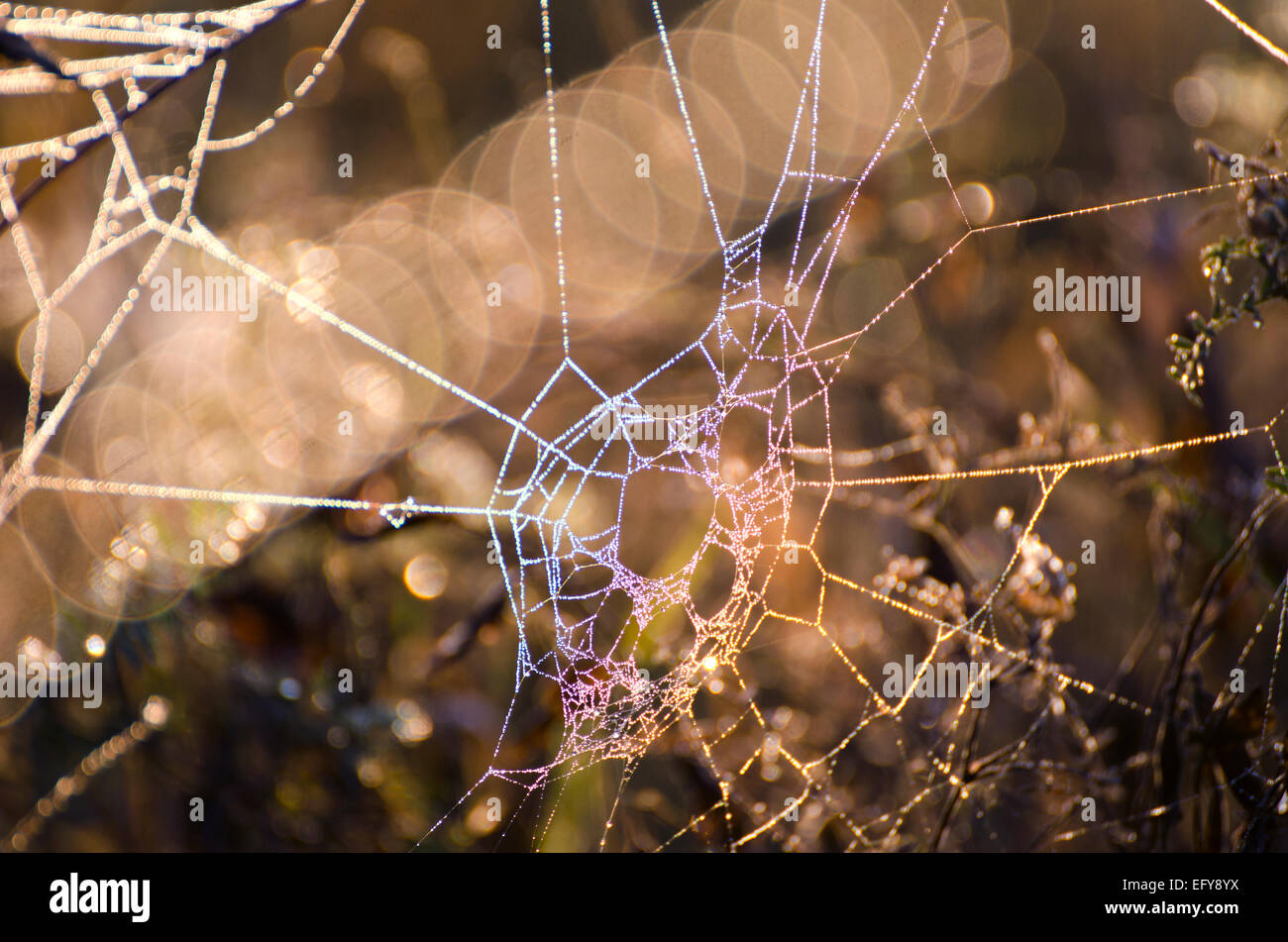blur summer grass and dewy spider web nature background Stock Photo - Alamy