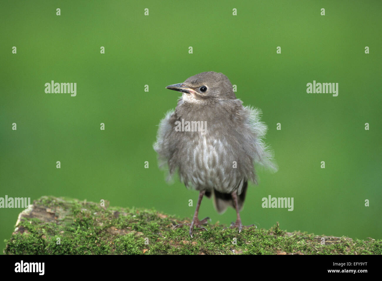 Young common starling hi-res stock photography and images - Alamy