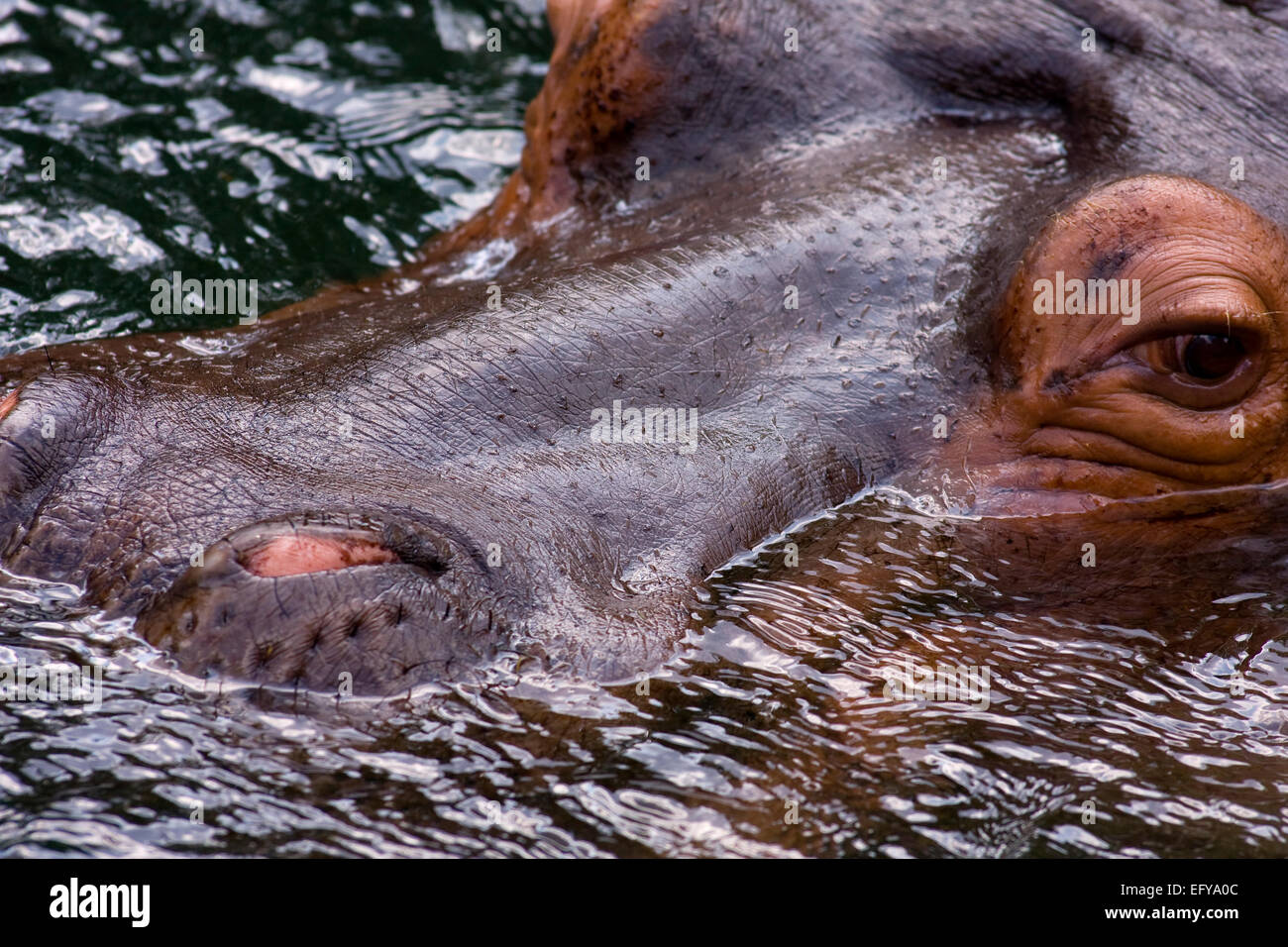 hippopotamus in water (Hippopotamus amphibius Stock Photo - Alamy