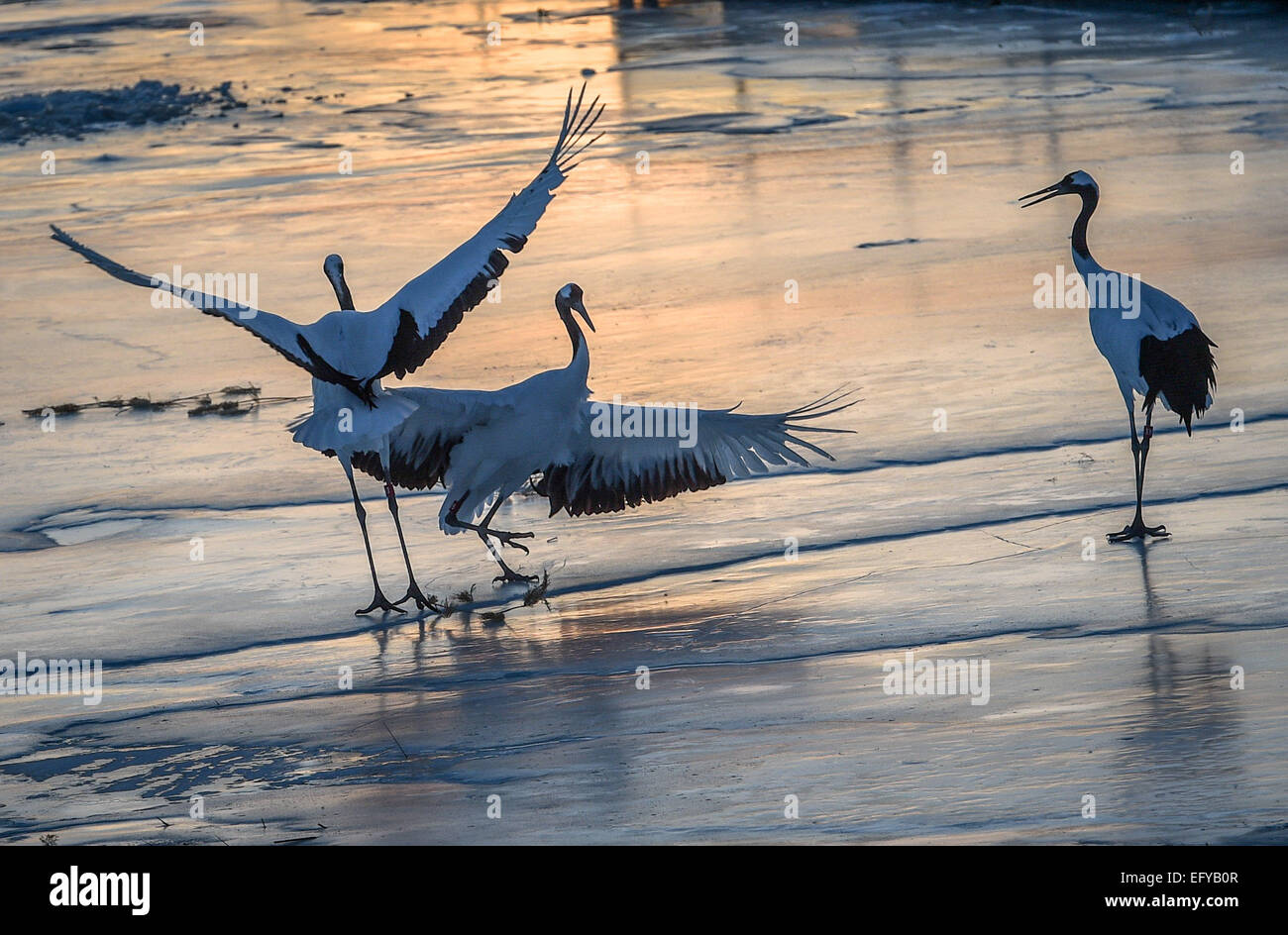 Flutter wings hi-res stock photography and images - Alamy