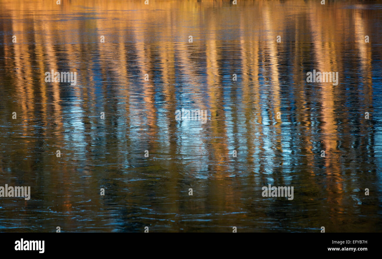 Scots pine tree hi-res stock photography and images - Alamy