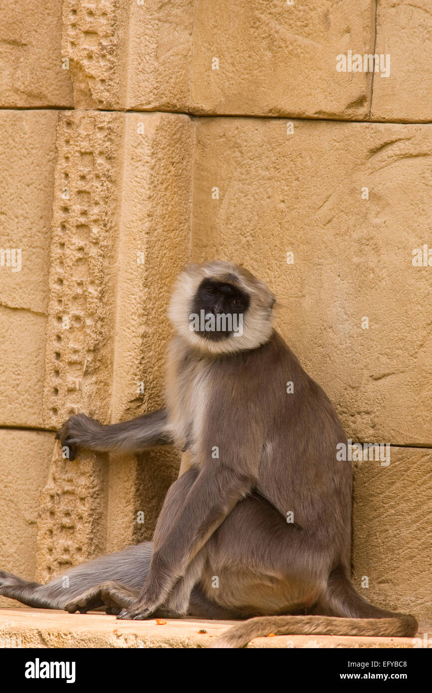 Common langurs presbytis entellus monkeys hi-res stock photography and ...