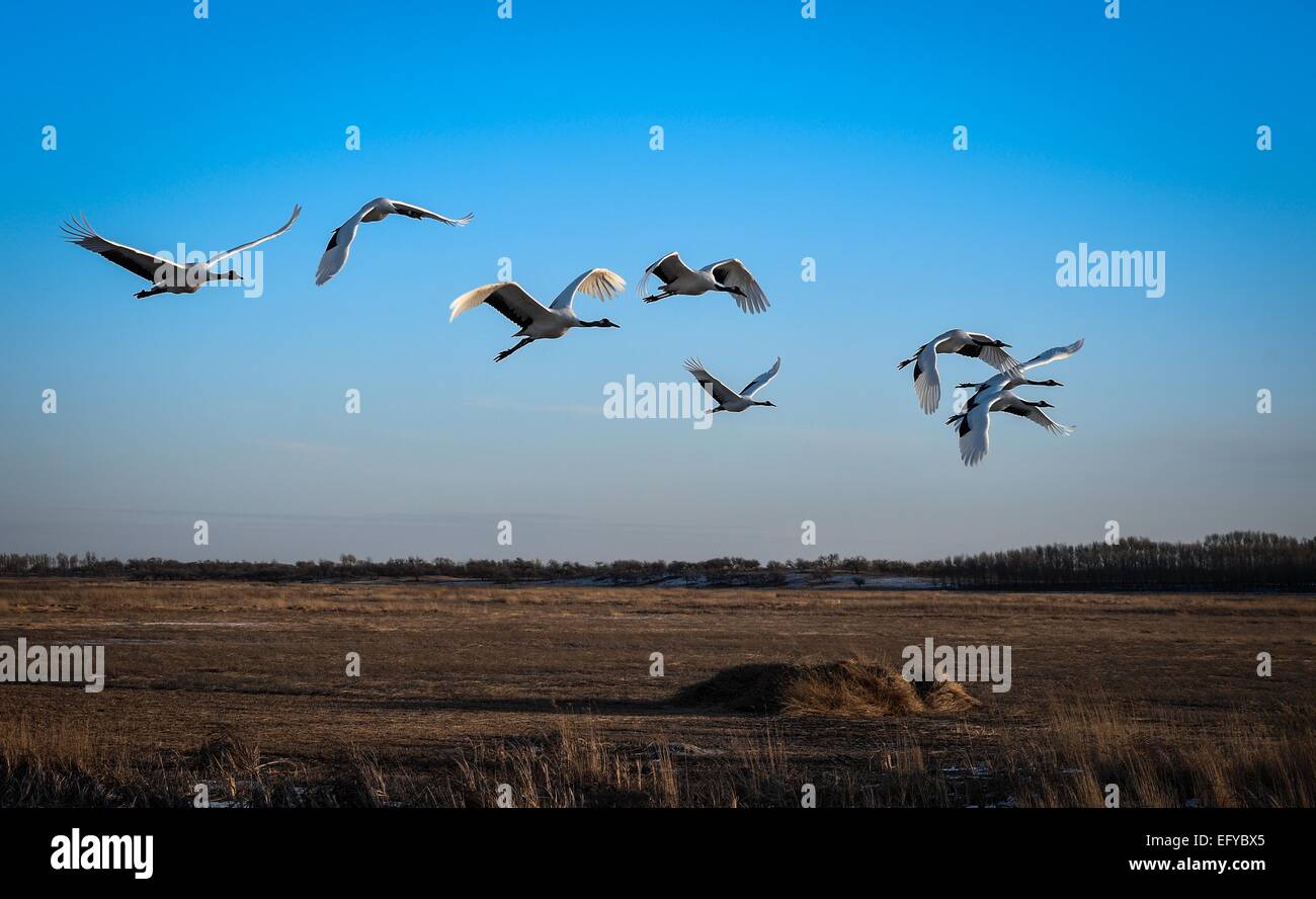 Baicheng, China's Jilin Province. 5th Feb, 2015. Red-crowned cranes fly ...
