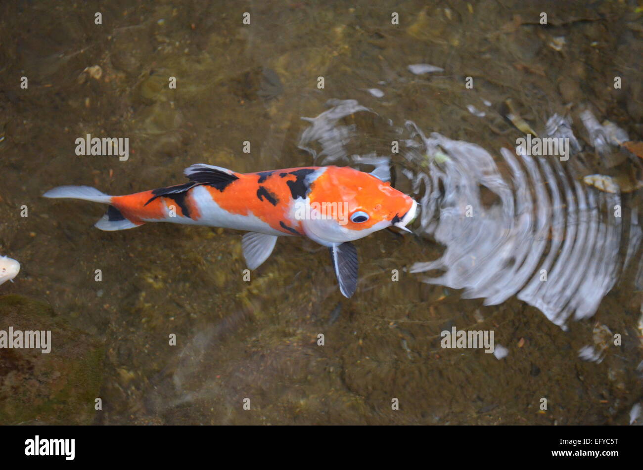 A Koi Fish in Hakone, Japan Stock Photo - Alamy