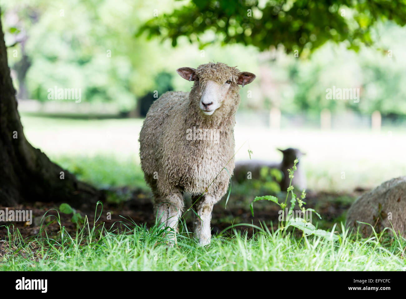 Sheep standing in the shade hi-res stock photography and images - Alamy