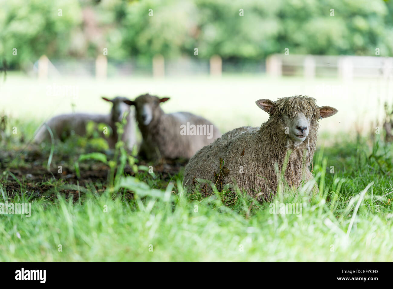 Sheep laying in the shade of trees in a meadow Stock Photo - Alamy