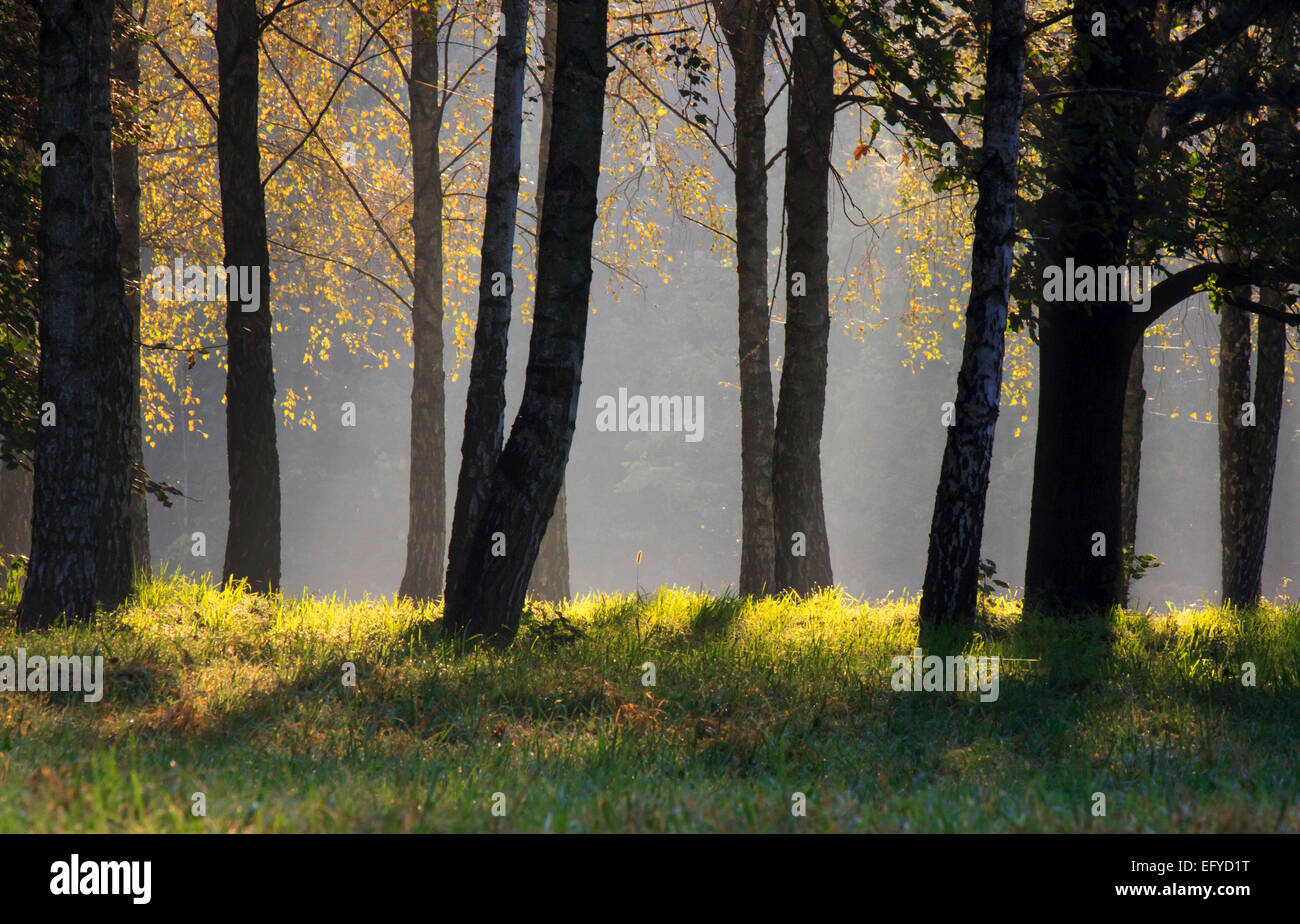 Morning view of the nature hi-res stock photography and images - Alamy