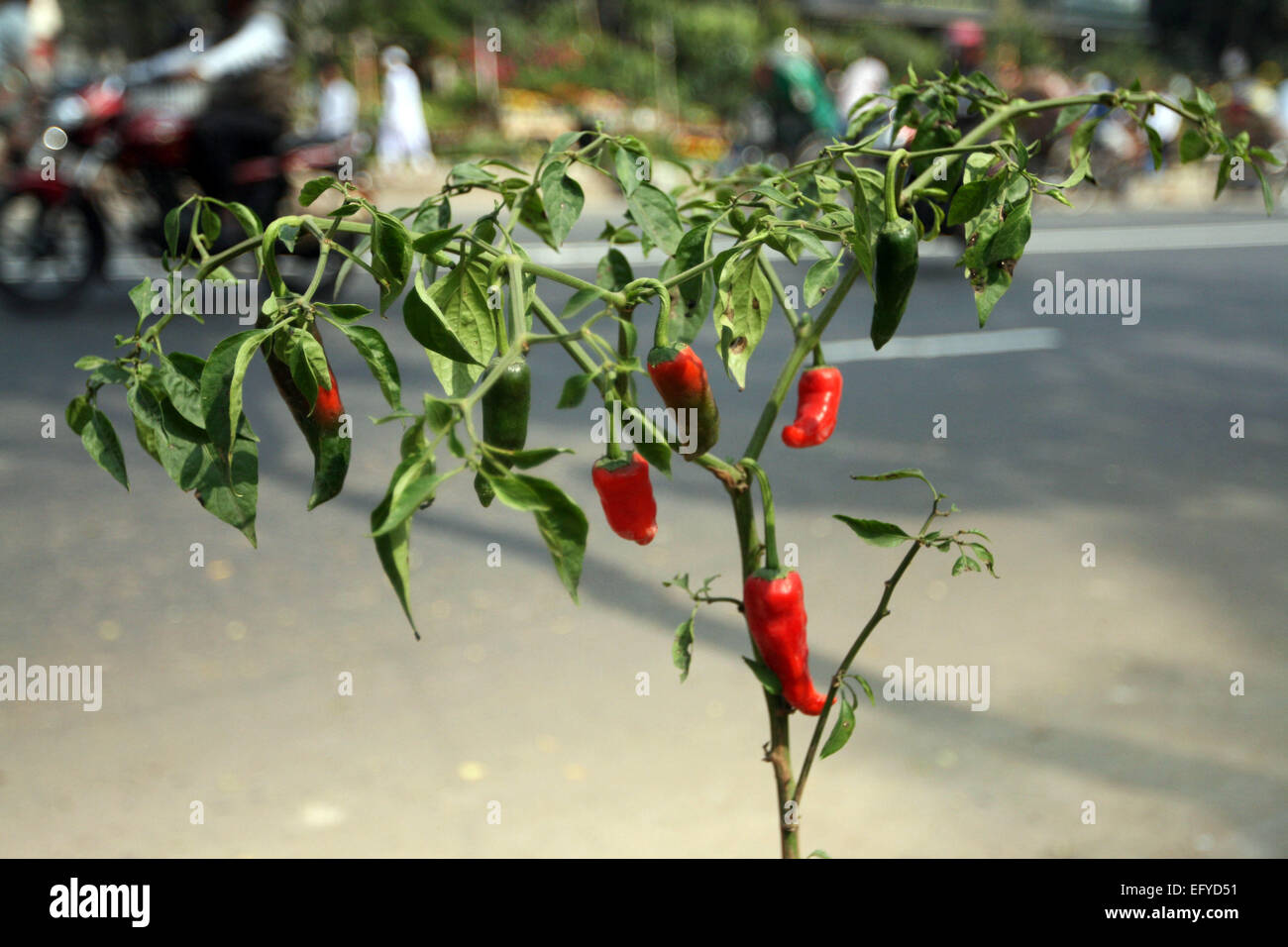 Red and green hot chili peppers on a tree Stock Photo - Alamy