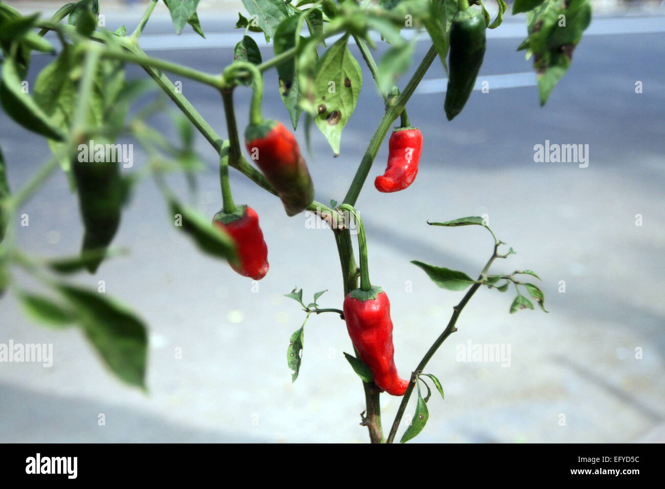 Red and green hot chili peppers on a tree Stock Photo - Alamy