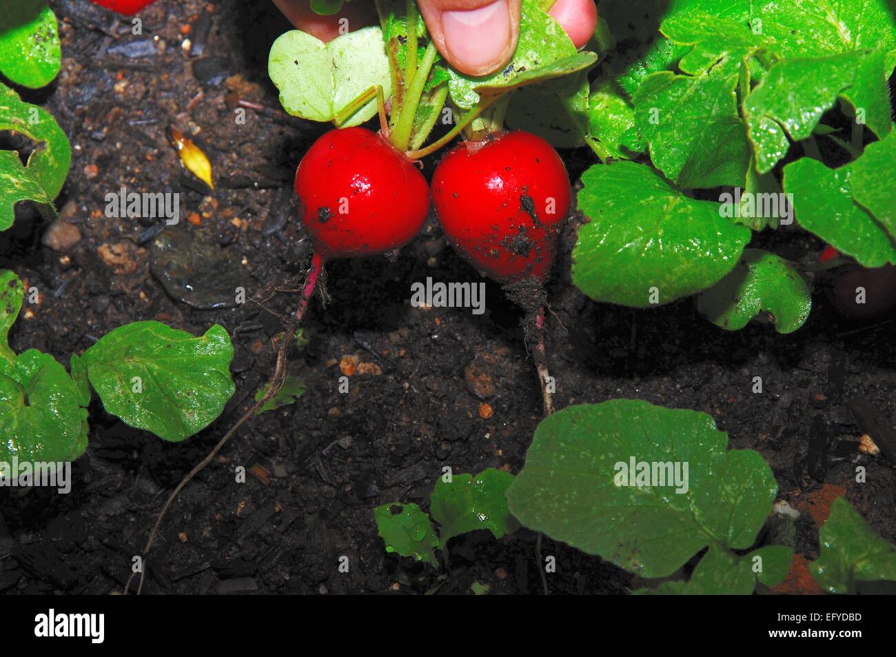 Harvesting fully grown Saxa 2 radishes Stock Photo - Alamy