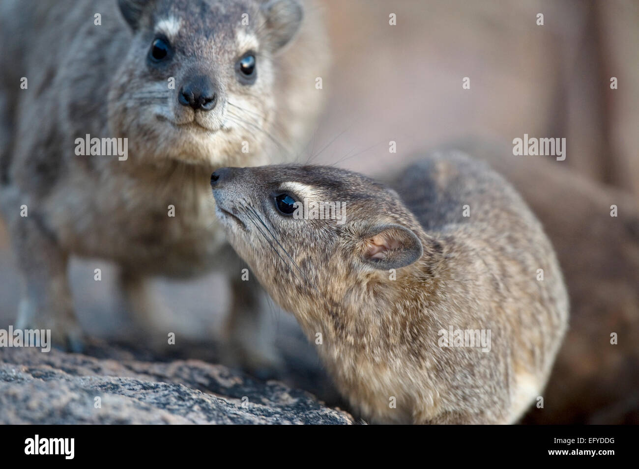 Water balance in desert mammals hi-res stock photography and images - Alamy