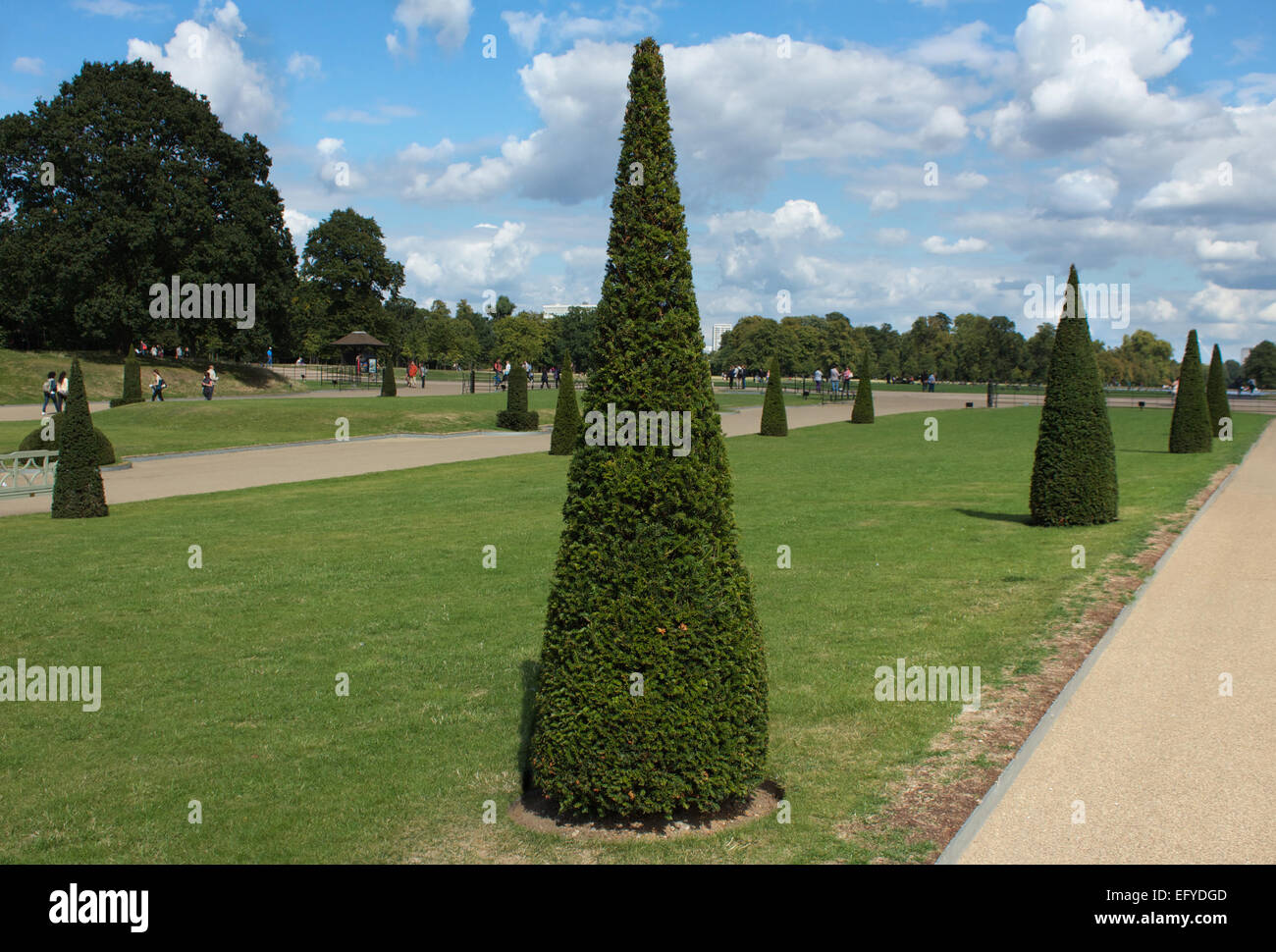 Cone-shaped trees in Kensington Palace Gardens, London Stock Photo - Alamy