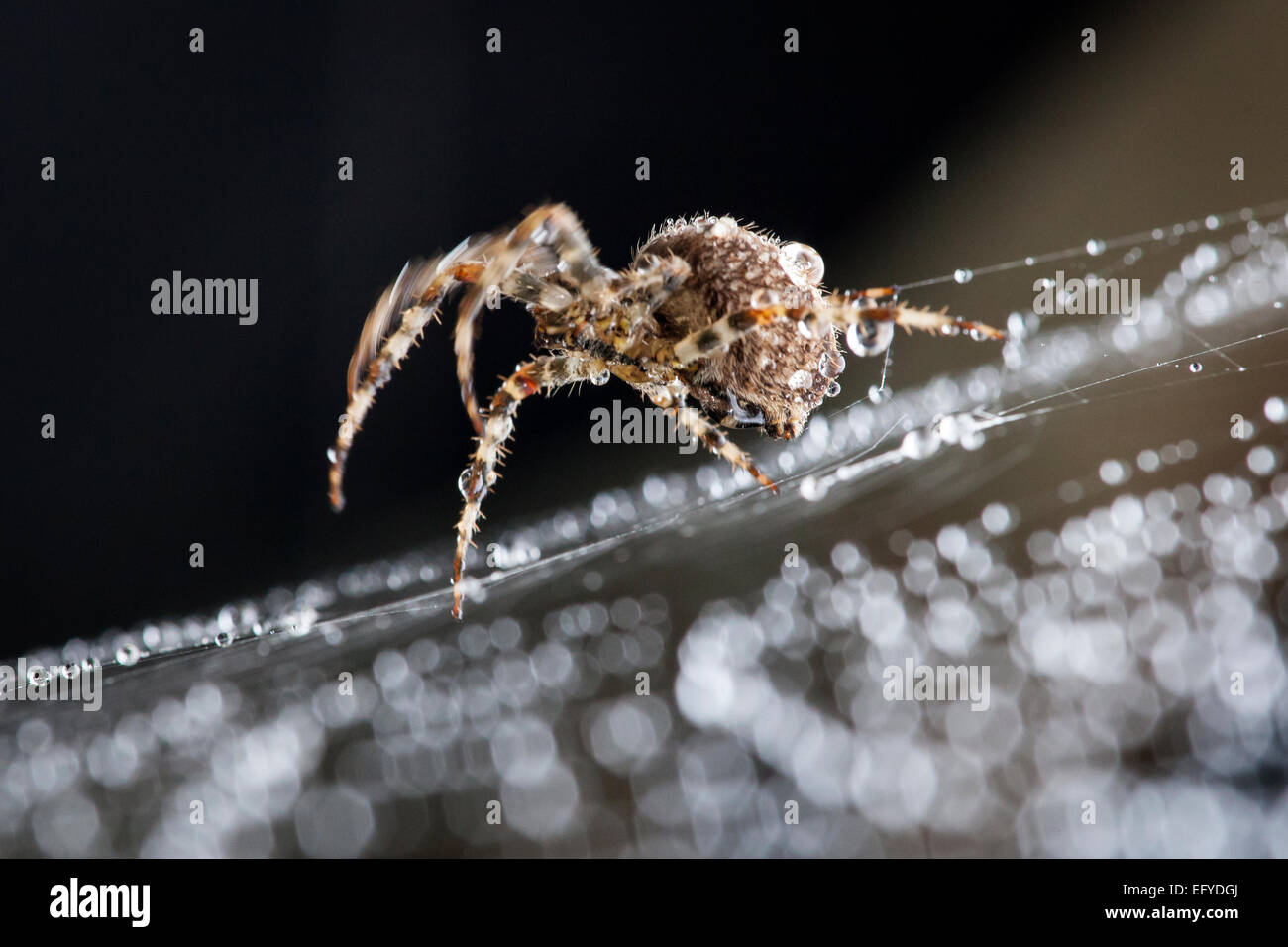 Attacking spider hi-res stock photography and images - Alamy