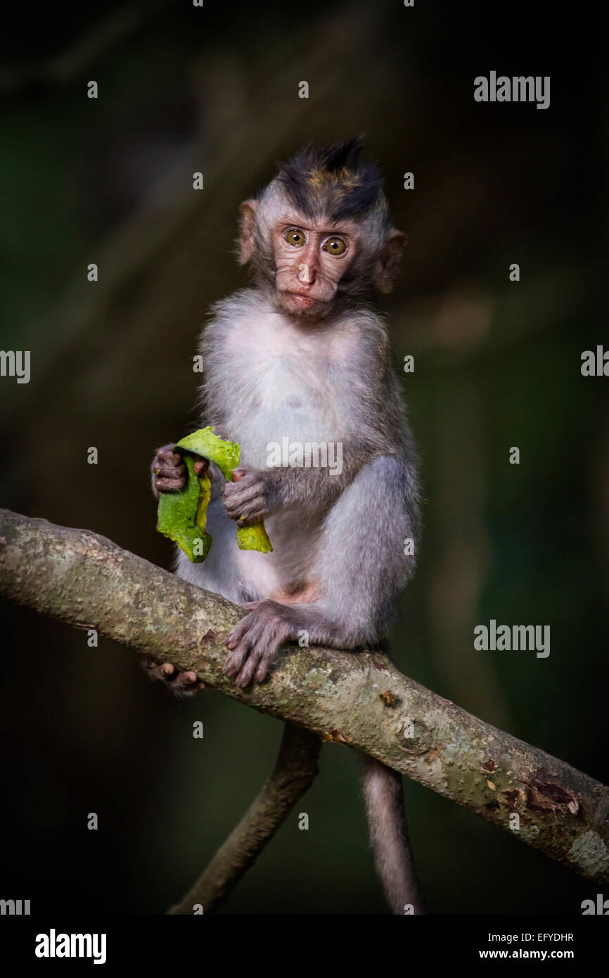 Monkey in indonesia hi-res stock photography and images - Alamy