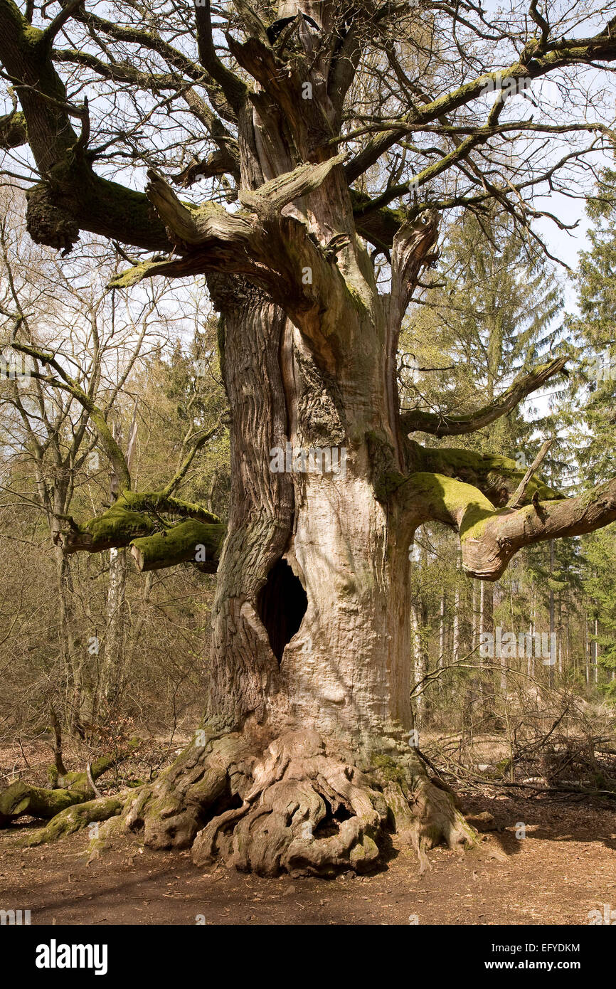 Primary forest tree hi-res stock photography and images - Alamy