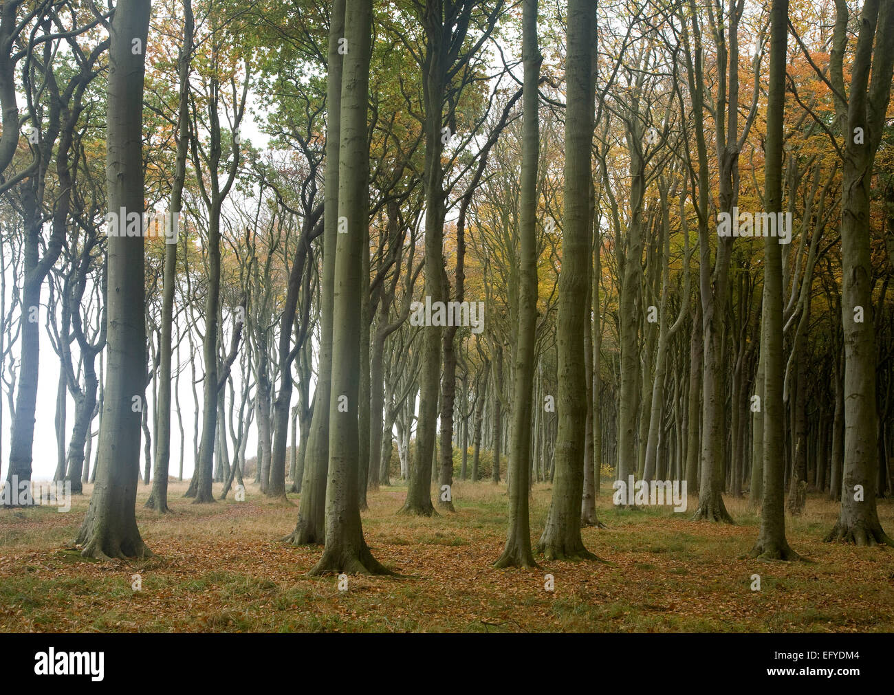 Geisterwald forest in Nienhagen, Mecklenburg-Western Pomerania, Germany ...