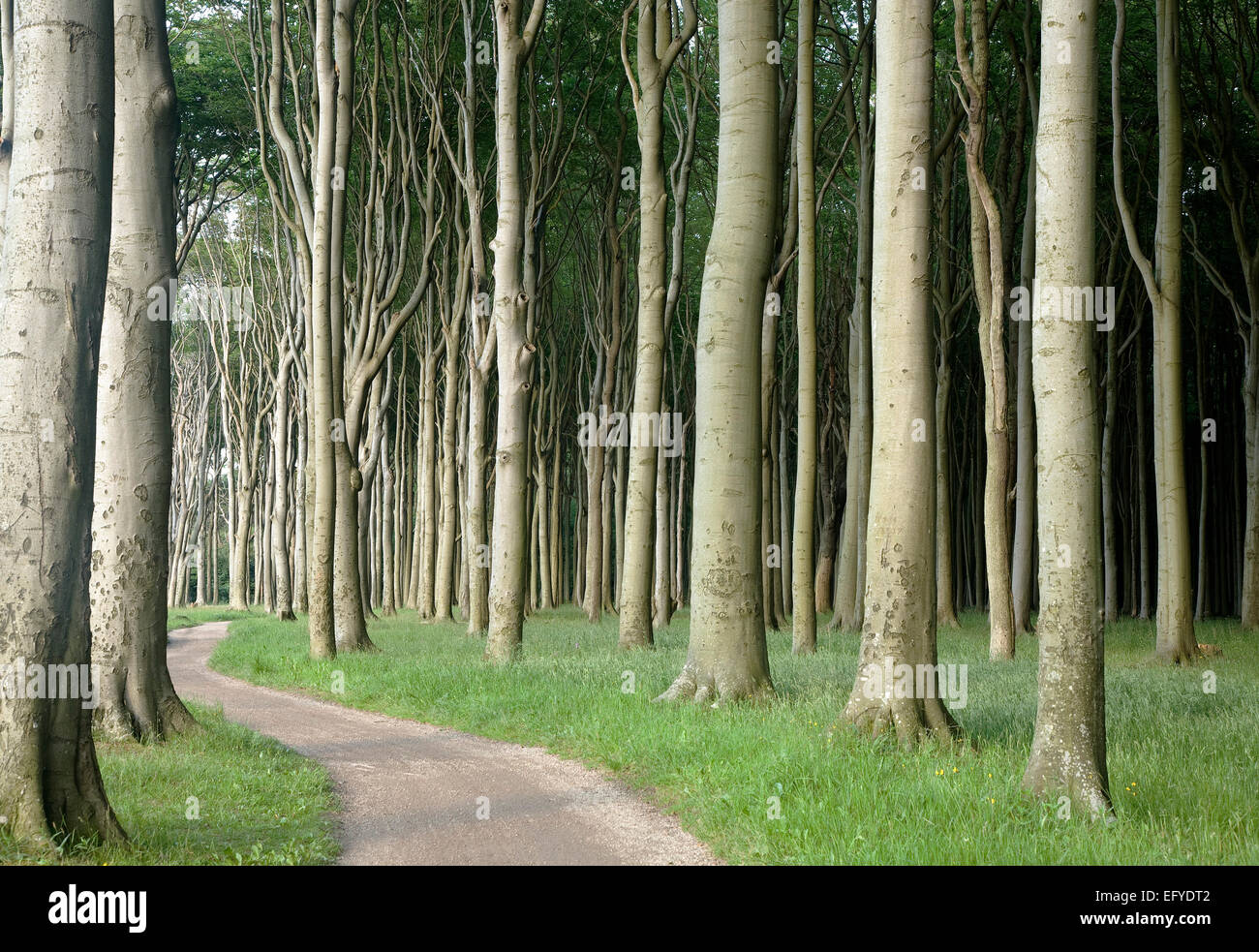 Geisterwald forest in Nienhagen, Mecklenburg-Western Pomerania, Germany ...