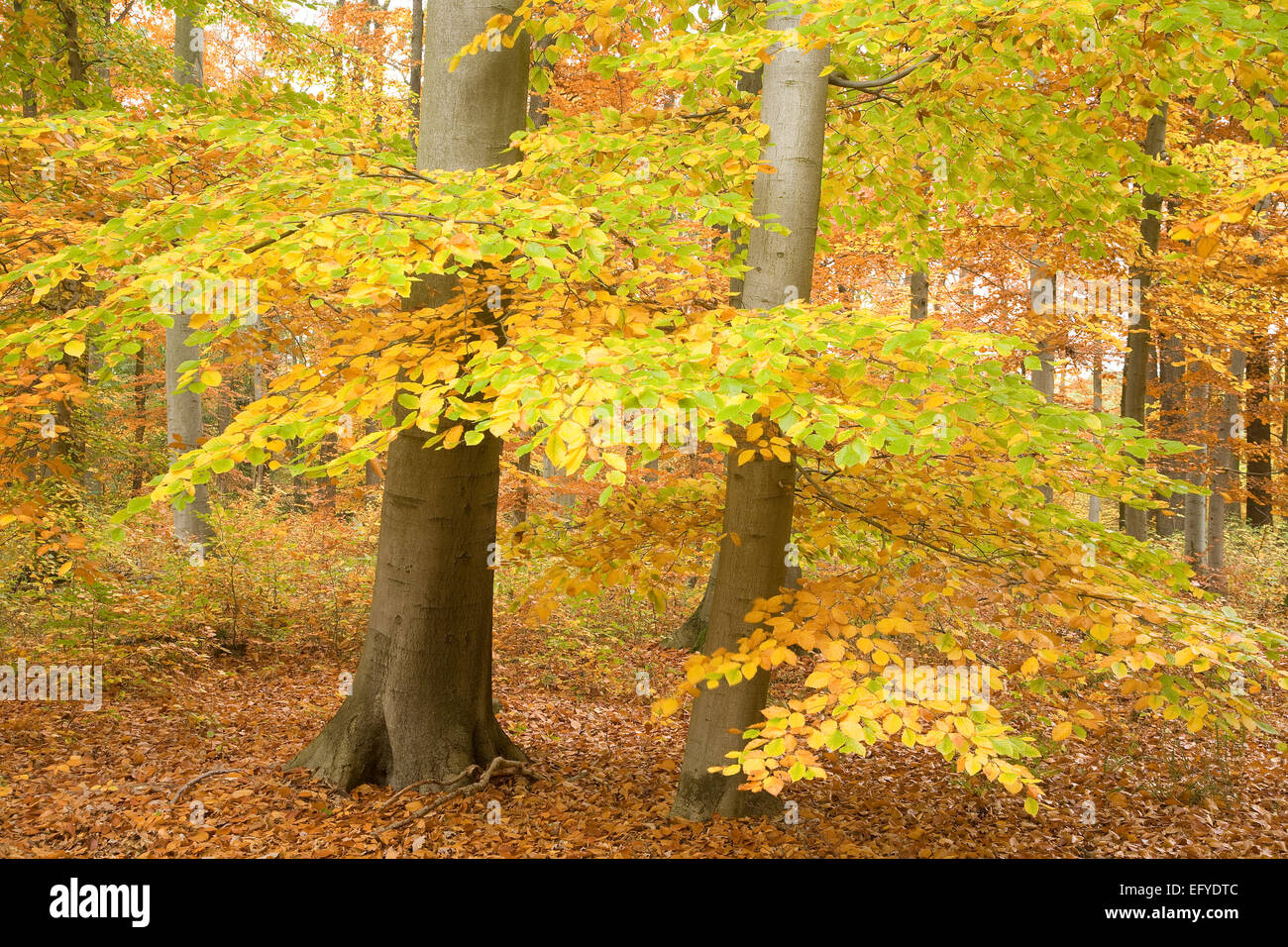 Beeches (Fagus sylvatica) in autumn colors, Thuringia, Germany Stock ...