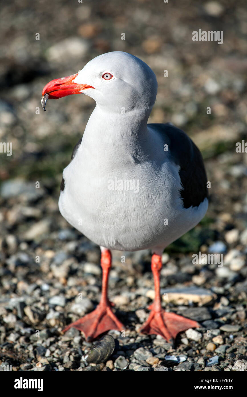 Dolphin gull (Leucophaeus scoresbii). Ushuaia. Tierra del Fuego ...