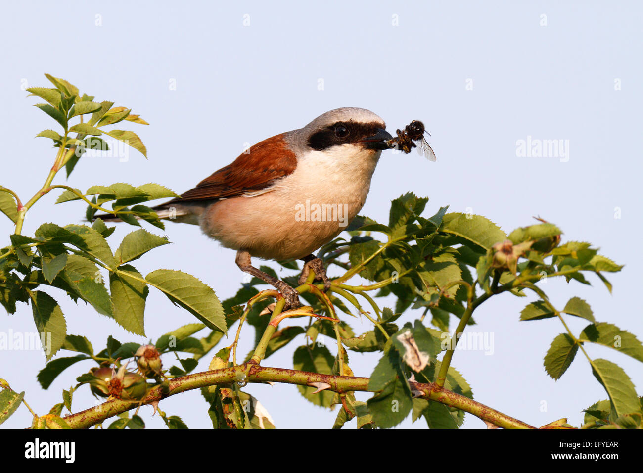 Middle east insects hi-res stock photography and images - Alamy